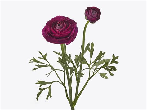 Ranunculus Asiaticus Royal Xxl Purple Galaxy