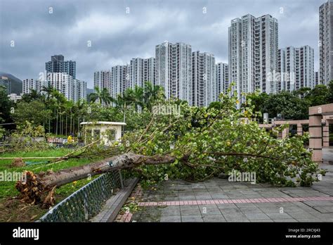 A Fallen Tree In Quarry Bay Park During Typhoon Talim In Hong Kong This Was The First Typhoon
