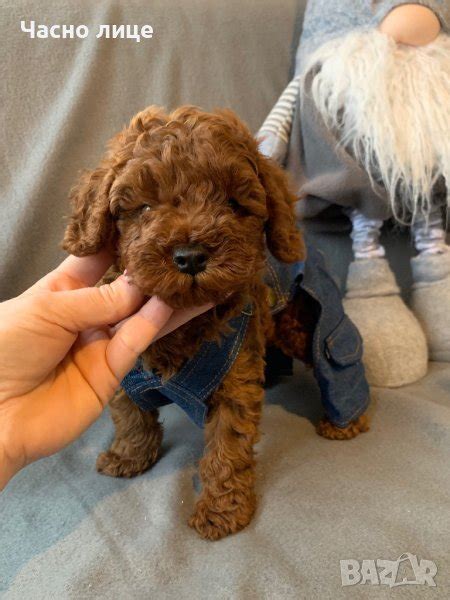 Пудел той с родословие poodle toy в Пудели в гр. Пловдив - ID43732644 ...