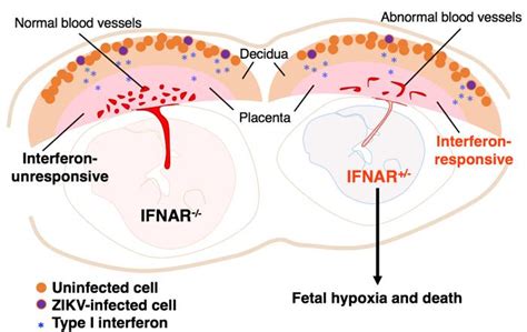 Interferon Illustration [image] Eurekalert Science News Releases