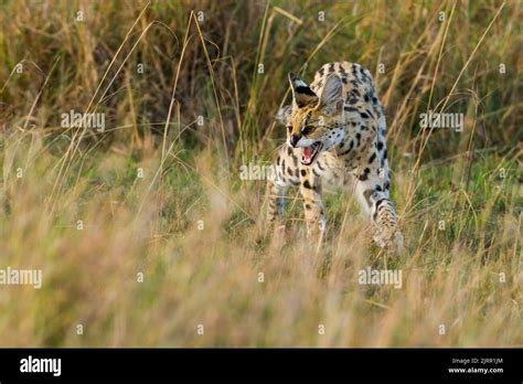 Serval Leptailurus Serval Snarling Stock Photo Alamy