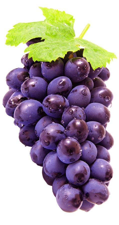 한국포도수출연합 노이다