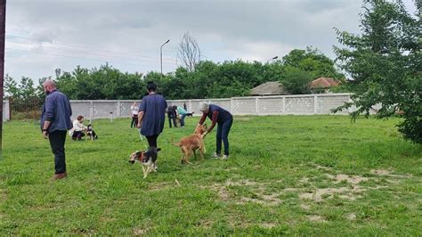 Тренировки на кучета от приют 20 Youtube