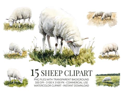 Sheep Clipart Set 15 Watercolor Grazing Sheep Pngs On Grass Fields