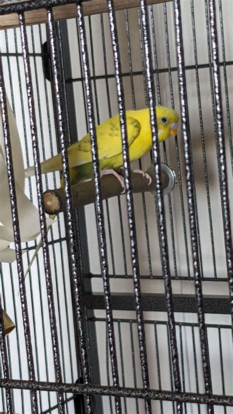 Budgie Found On Balcony Sex Juvenile Or Adult Rbudgies