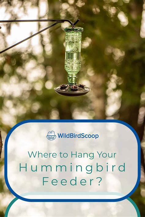 Where To Hang Hummingbird Feeder The Ultimate Guide