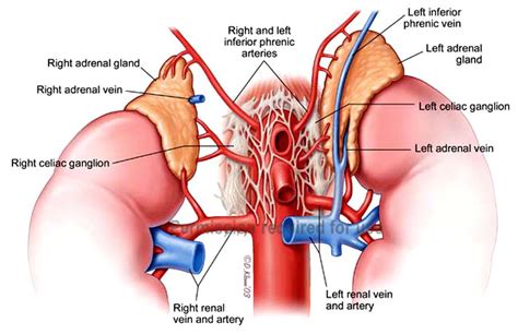 Adrenal Vein Anatomy