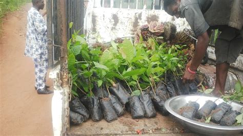 Hybrid Cocoa Seedlings For Sale Agriculture Nigeria