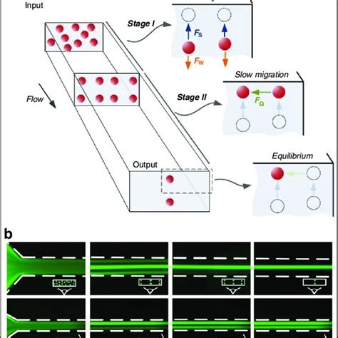 Two Stage Migration Of Particles In Inertia Dominant Newtonian Flow And Download Scientific