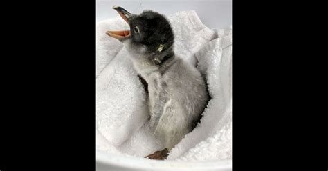 Same Sex Penguins Become Parents Fox8 Com