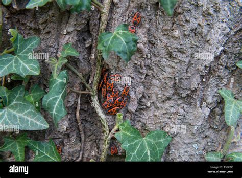 Group Of Firebugs On The Bark Of A Tree During Mating Ritual Stock Photo Alamy