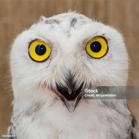 Burung Hantu Bersalju Bubo Scandiacus Adalah Burung Hantu Putih Besar