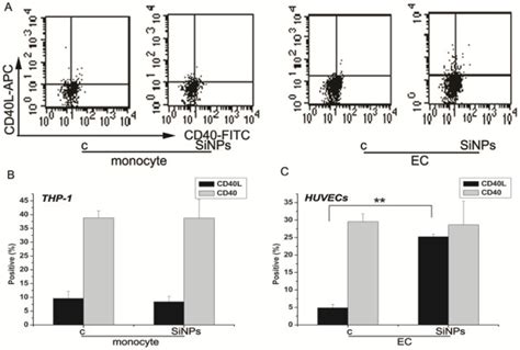 Cd40l And Cd40 Expression Induced By Sio2 Particles In Huvecs And Thp 1