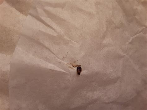 Roach Or Bedbug Rinsects Roach Or Bedbug Rinsects
