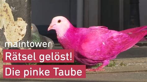 Pinke Taube In Bad Homburg Das Rätsel Um Den Bunten Vogel Maintower
