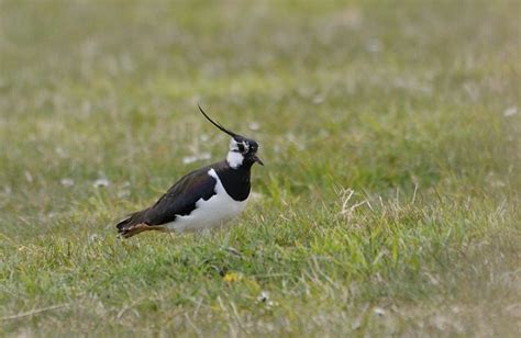 Vanneau Huppé Vanellus Vanellus
