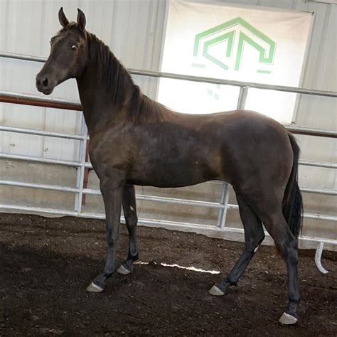 54 M One Joy M One Jazz X All American Cash Sugar Creek