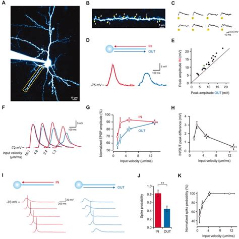 Dendritic Discrimination Of Temporal Input Sequences In Cortical Neurons Science