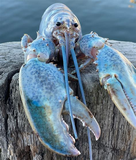 Blue Lobster Named Haddie Blue Lobster Know Your Meme