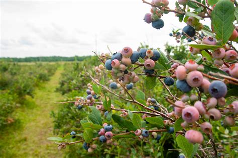 Blueberry Plant Information How To Identify Blueberry Plants Wikifarmer
