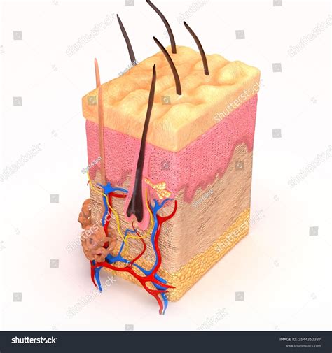 Human Epithelium Dermis Subcutaneous Hypodermis Subcutaneous Stock Illustration 2544352387