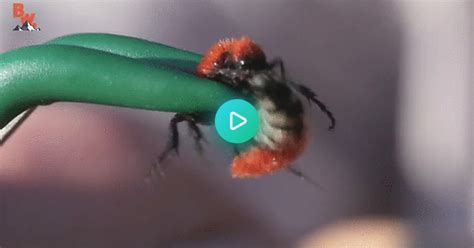 Cow Killer Sting Is A Nope Album On Imgur