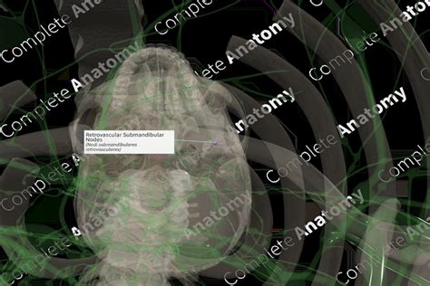 Retrovascular Submandibular Nodes Right Complete Anatomy