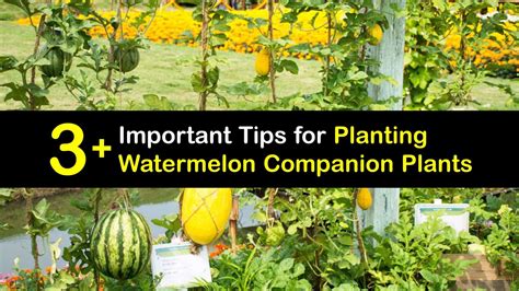 What Are The Best Companion Plants For Watermelon