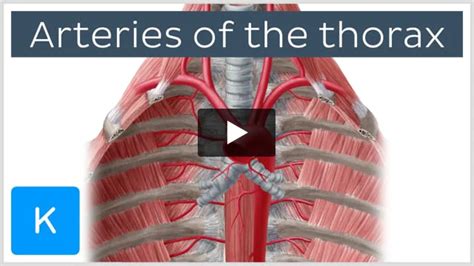 Branches Of Subclavian Artery