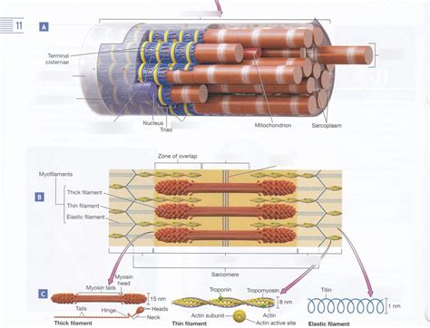Skeletal Muscle Structure 2 Diagram Quizlet