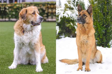 Shepnees Great Pyrenees And German Shepherd Mix Info Pictures Faqs And More