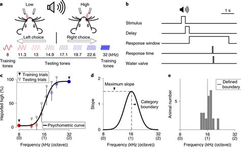 Perceptual Categorization Of Auditory Stimulus In Head Fixed Mice A Download Scientific