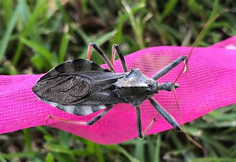 Wheel Bug Vs Kissing Bug Unveiling The Key Differences Whats That Bug