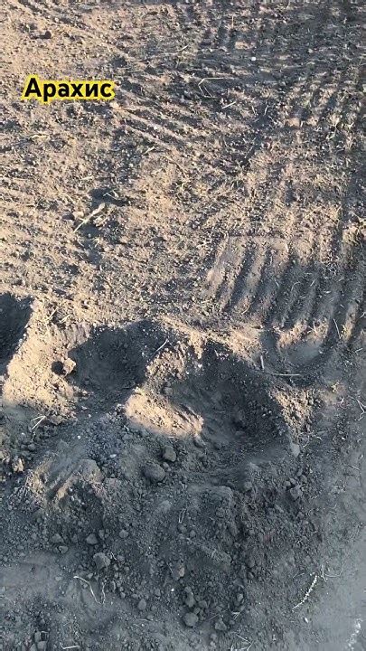 Посадили арахис Youtube