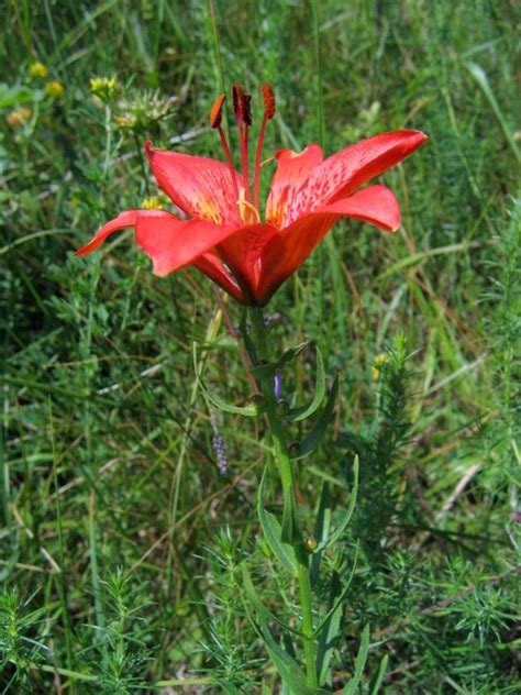 Brstična lilija (Lilium bulbiferum) – Slovenska flora