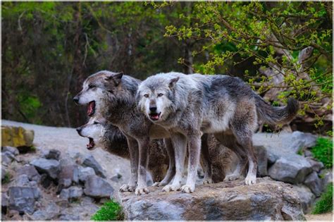 Are There Wolves In Glacier National Park Discovering Montana