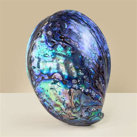 Haliotis Iris Shell 14cm Hand Collected From Indonesia Latiaxis