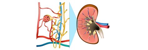 Excreción En Vertebrados ~ Biopsicosalud