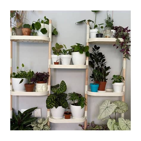 Plantas Verdes De Interior Citysens