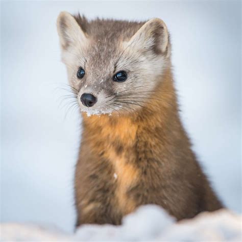 Habitat Pacific Martens Small Yet Fierce Members Of The Weasel