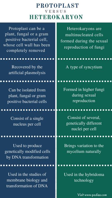 Difference Between Protoplast And Heterokaryon Cell Wall Different