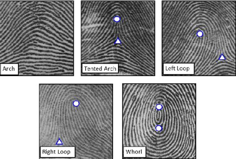 Figure 1 From Singular Point Detection For Efficient Fingerprint