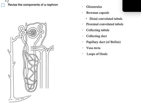 Solved Vision Revise The Components Of A Nephron