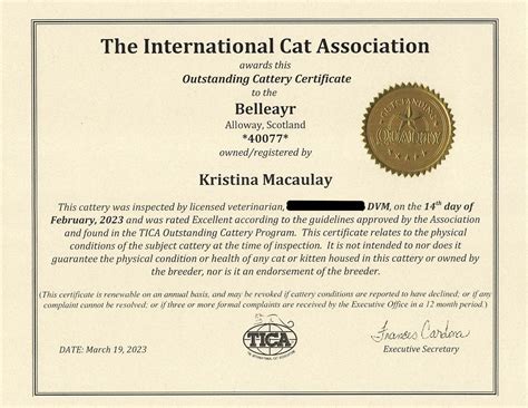 Our British Cat Coat Colour Codes Explained — Belle Ayr Cats