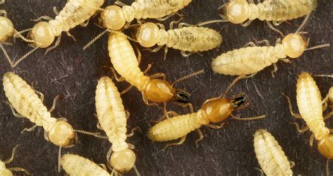 How To Turn Bad Soil Into Good Healthy Soil Easy Fixes