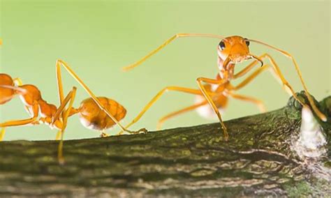 Ant Colonies Have Memories That Their Individual Members Dont Have
