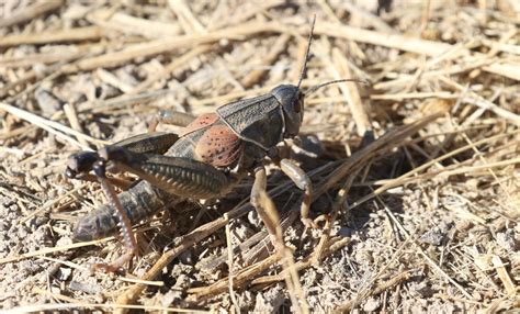 Plains Lubber Grasshopper From Hudspeth County Tx Usa On December 05