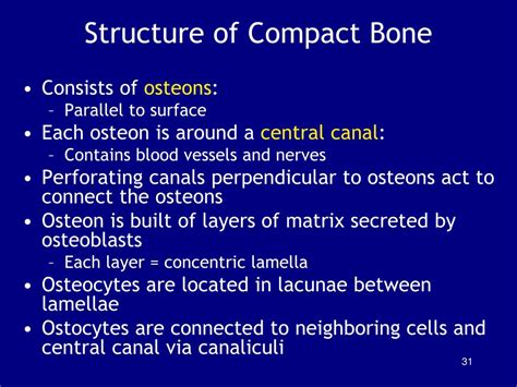 PPT Chapter Osseous Tissue And Bone Structure PowerPoint Presentation ID