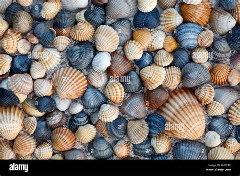 Common Cockle Shells Cerastoderma Edula On Beach In Coto Donana