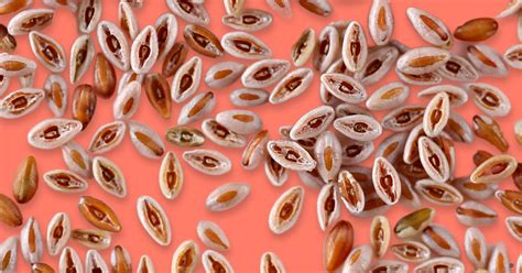 Vitacel® P Psyllium